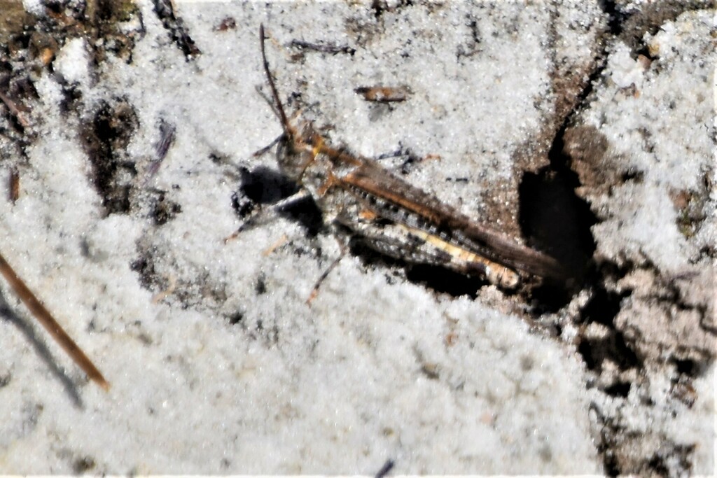 Longhorn Band-wing Grasshopper from Hilochee WMA Osprey Unit on May 27 ...