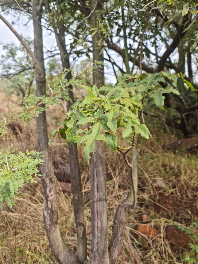 flame tree from Carletonville, 2499, South Africa on May 27, 2023 at 09 ...