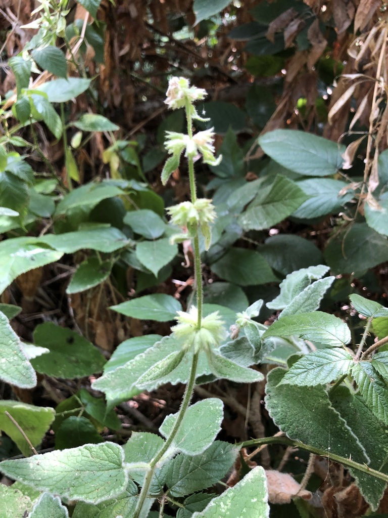 Sideritis infernalis (Tenerife Plants Lamiales) · iNaturalist