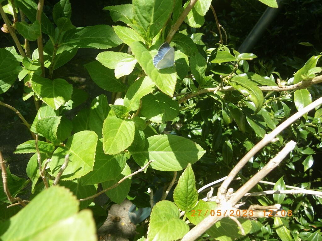 Holly Blue from Harrow, UK on May 27, 2023 at 12:08 PM by LibProj ...