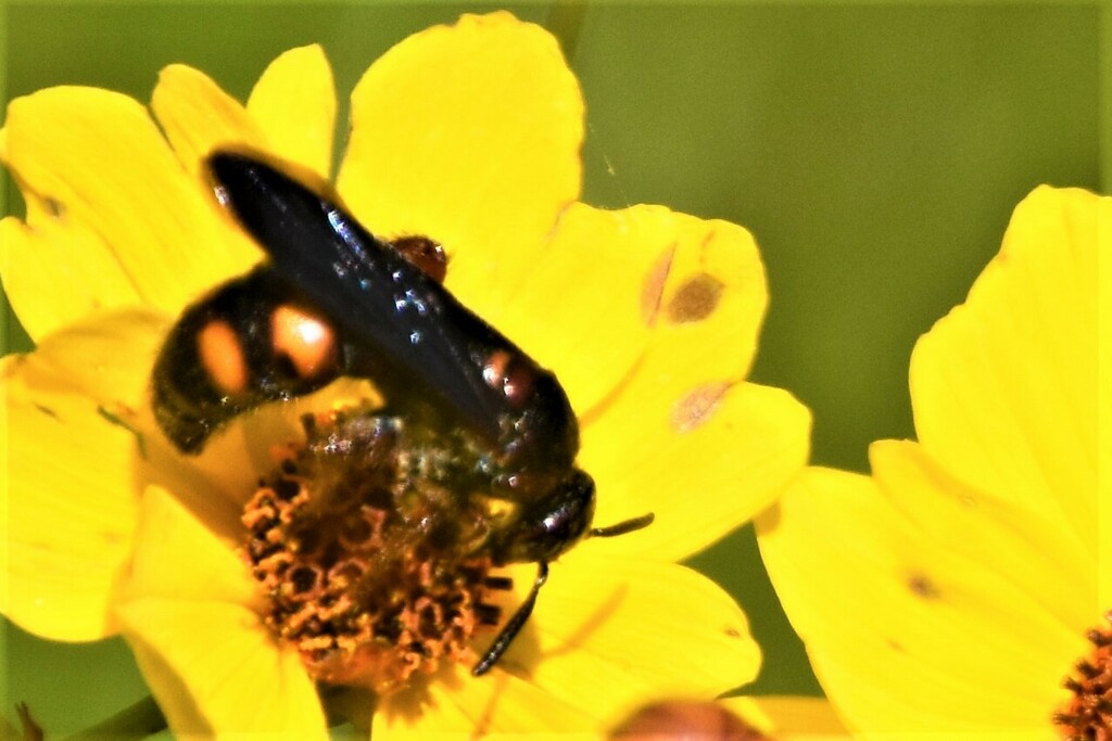 Noble Scoliid Wasp from Hilochee WMA Osprey Unit on May 27, 2023 by Tom ...