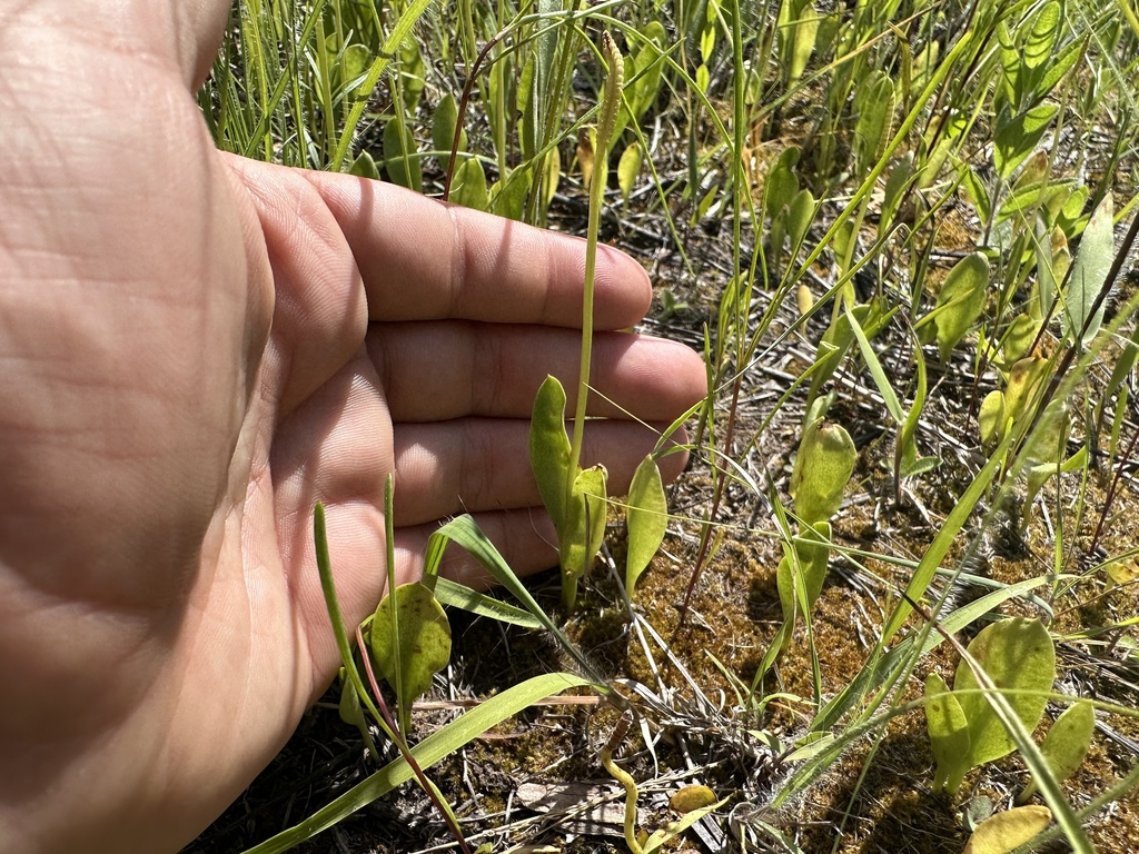 limestone adder's-tongue from Melbourne, AR, US on May 27, 2023 at 03: ...