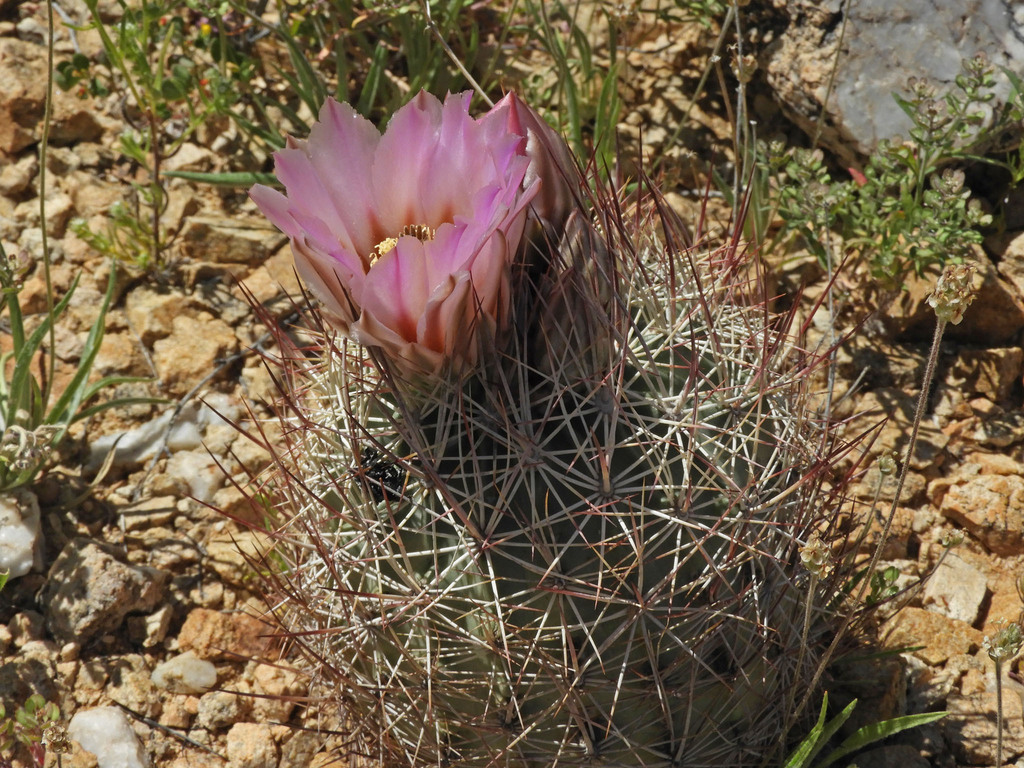 Acuña Cactus in March 2023 by Mike Plagens · iNaturalist