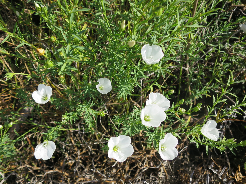 Linen Plant From Flax Plant To Linen Yarn