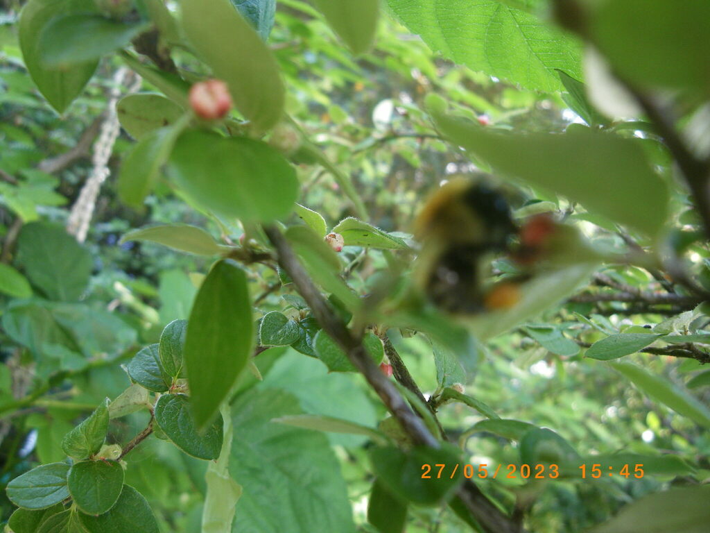 Hairy-footed Flower Bee from Harrow, UK on May 27, 2023 at 03:45 PM by ...