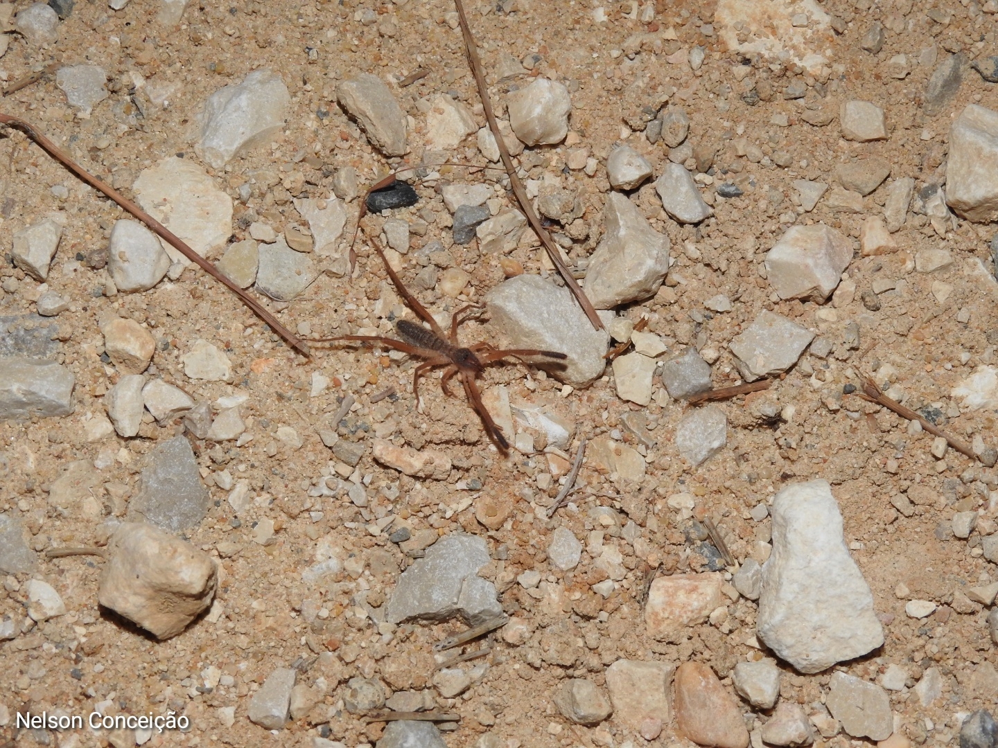 Solifugae