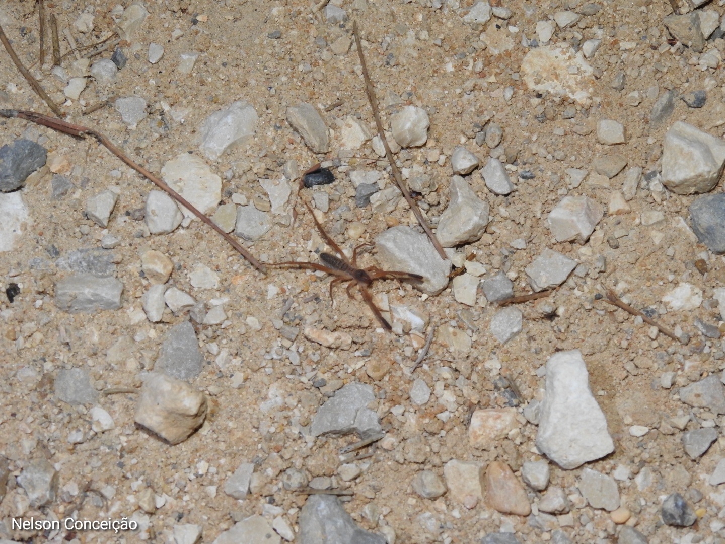 Solifugae