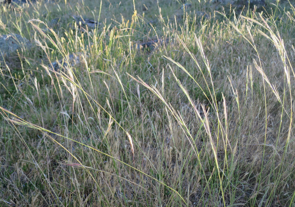 Blue Wheat Grass (VVP - EVC 132-61: Heavier-soils Plains Grassland ...