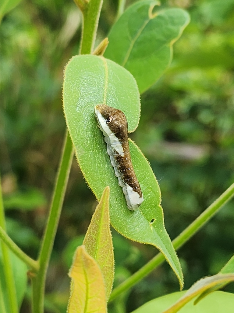Palamedes Swallowtail from Chesapeake, VA 23323, USA on May 27, 2023 at ...