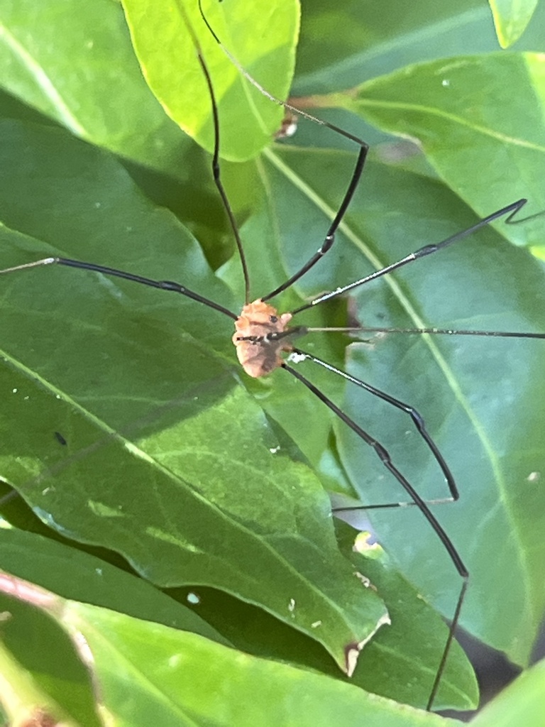 Eastern Harvestman from Perry County, US-MS, US on May 27, 2023 at 09: ...