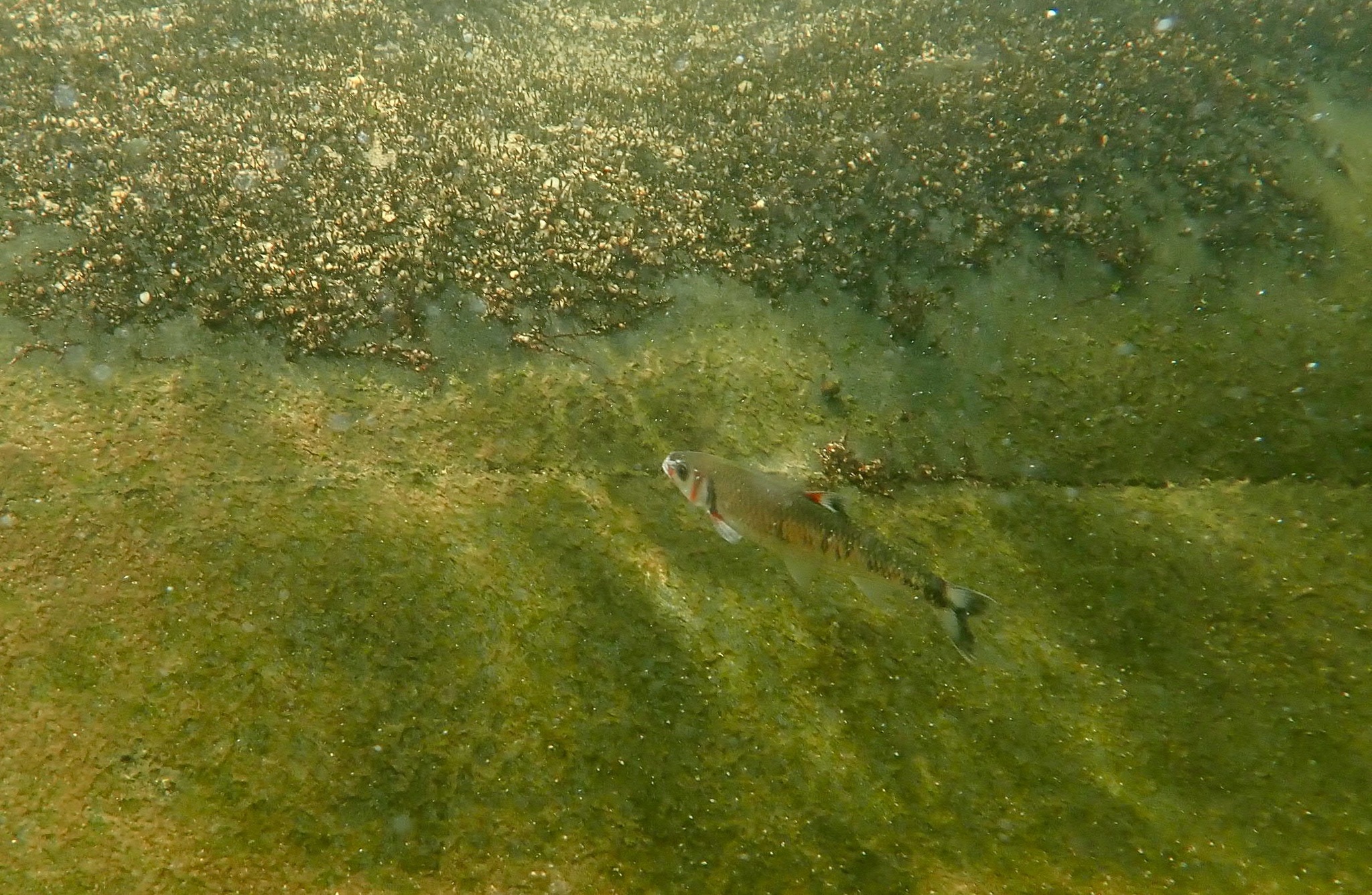 Luxilus coccogenis (Cope, 1868)