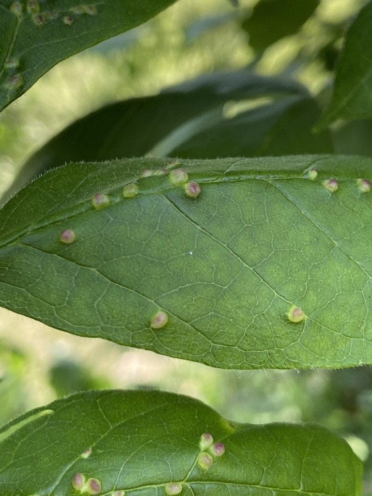 Ash Bead Gall Mite from Garden Lake Park, Creswell, OR, US on May 27 ...
