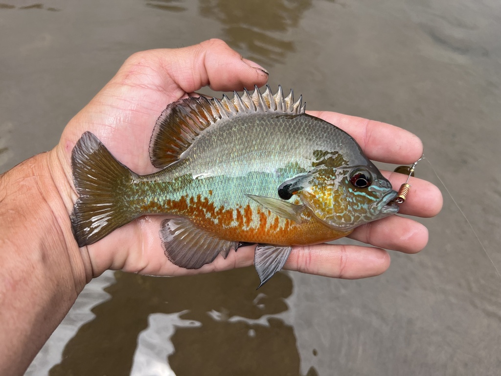 Redbreast Sunfish (Lepomis auritus) - Marine Life Identification