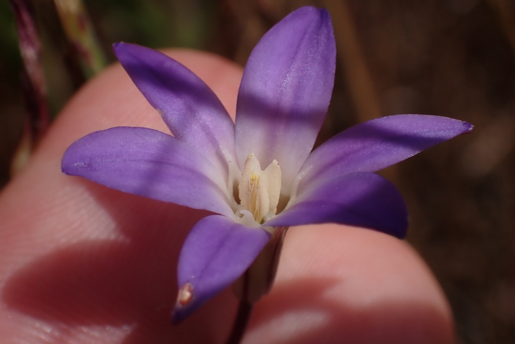 thread-leaved brodiaea in May 2023 by nathantay · iNaturalist