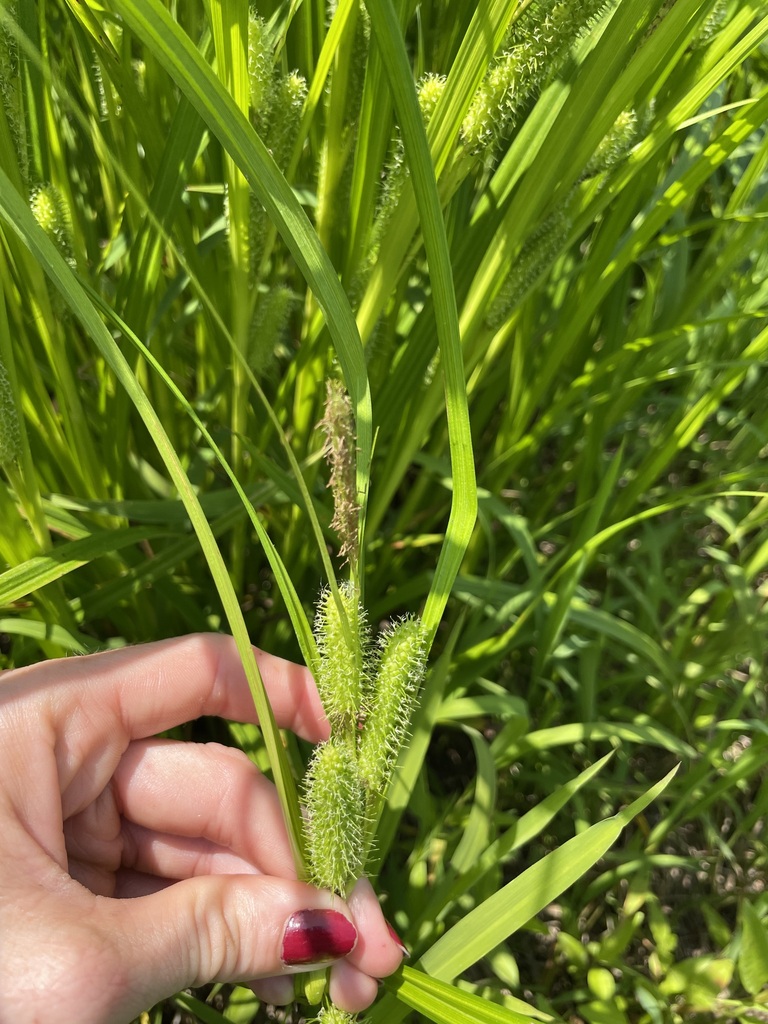 Frank's sedge from Fayetteville, AR, USA on May 27, 2023 at 12:02 PM by ...
