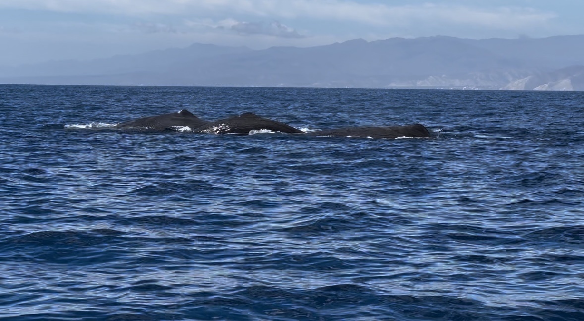 Physeter macrocephalus Linnaeus, 1758