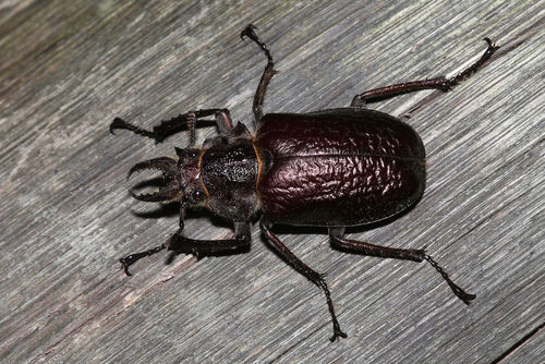 Sphaenognathus alticollis · iNaturalist