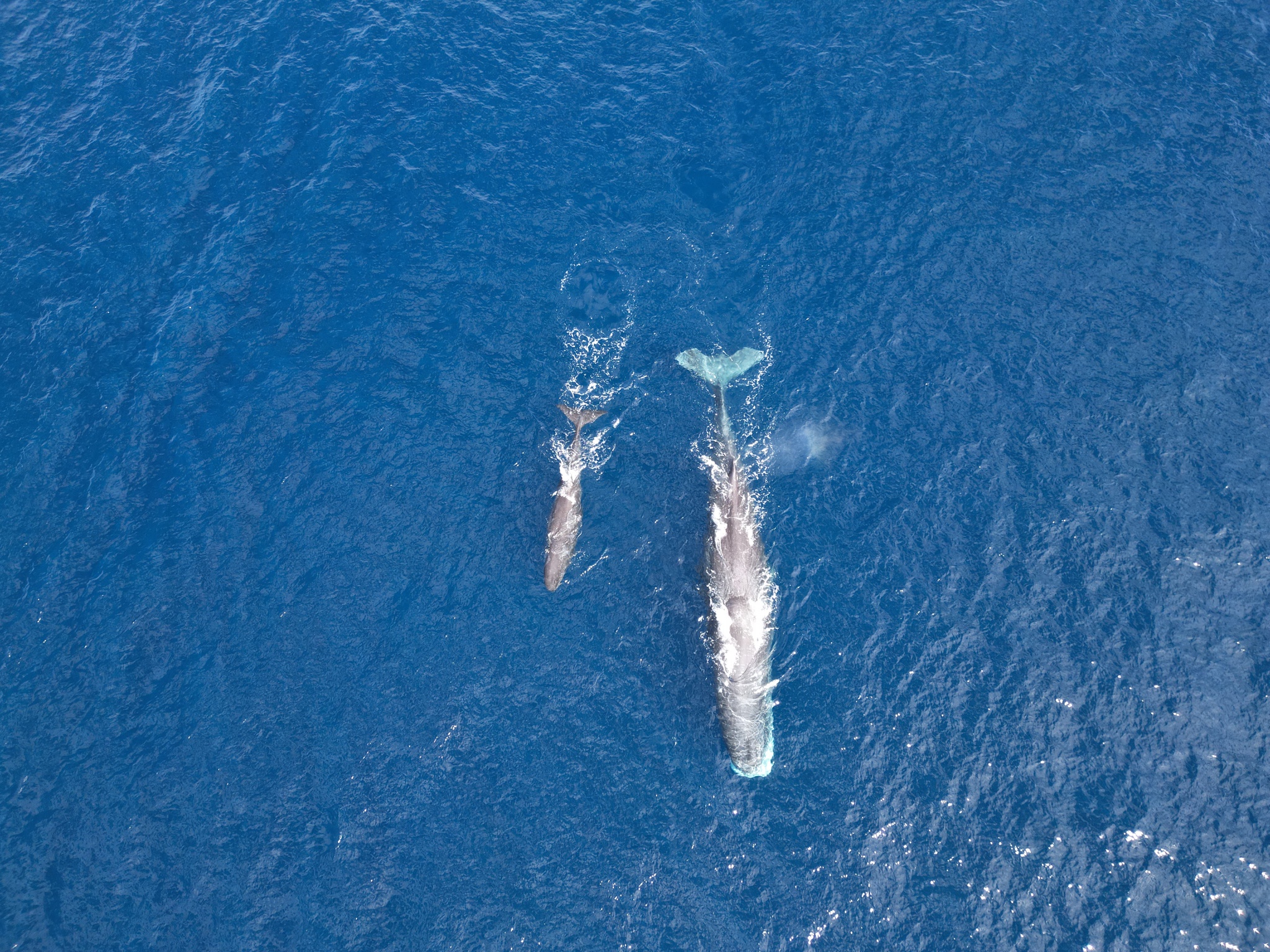 Physeter macrocephalus Linnaeus, 1758