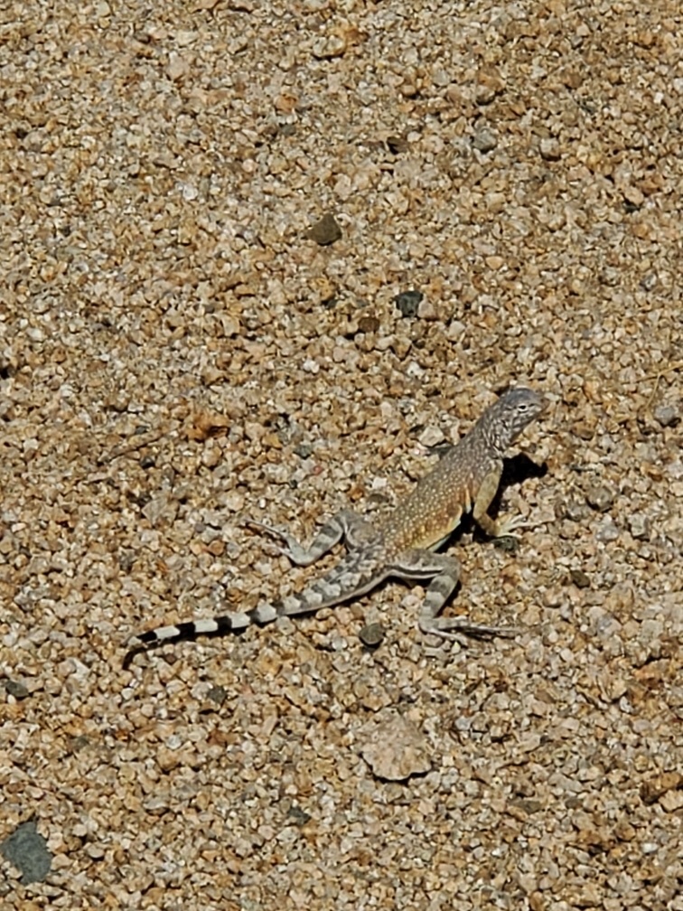 Zebra-tailed Lizard from Joshua Tree National Park, Indio, CA, US on ...