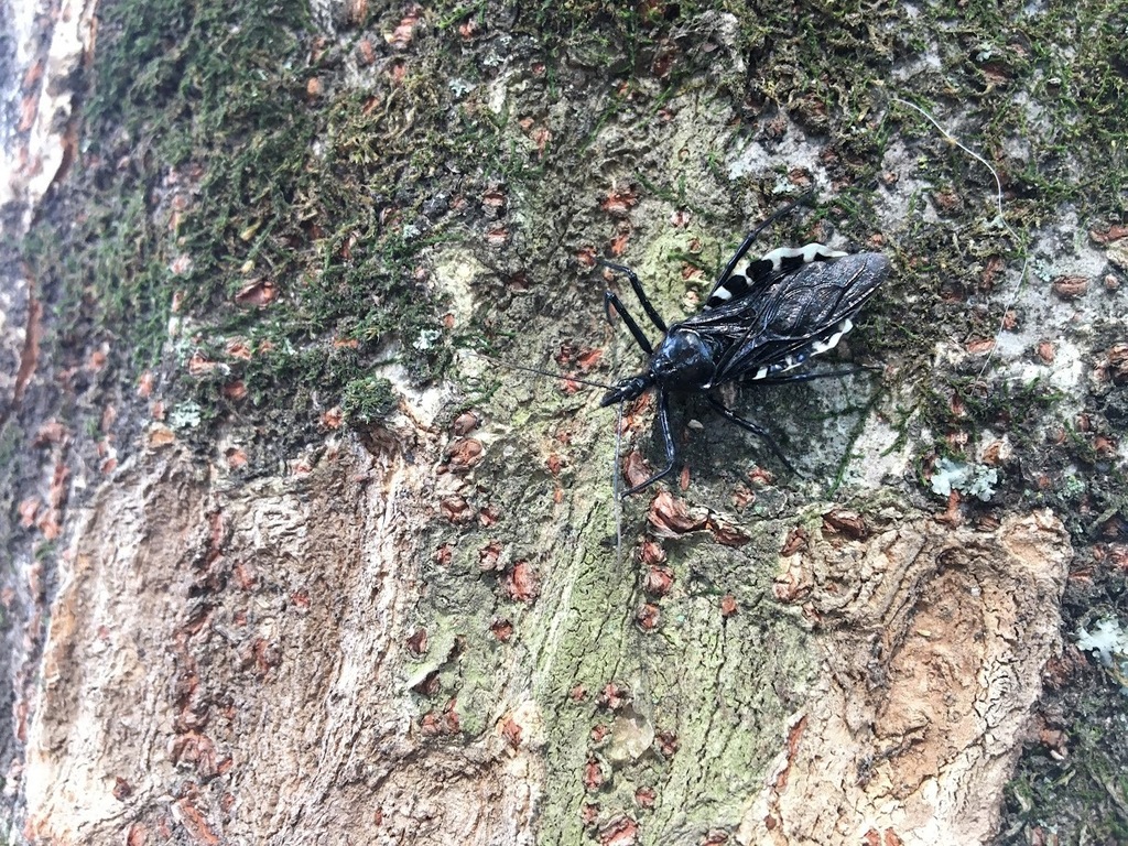 Japanese Assassin Bug from 日本、〒180-0021 東京都武蔵野市桜堤 on May 27, 2023 by ...