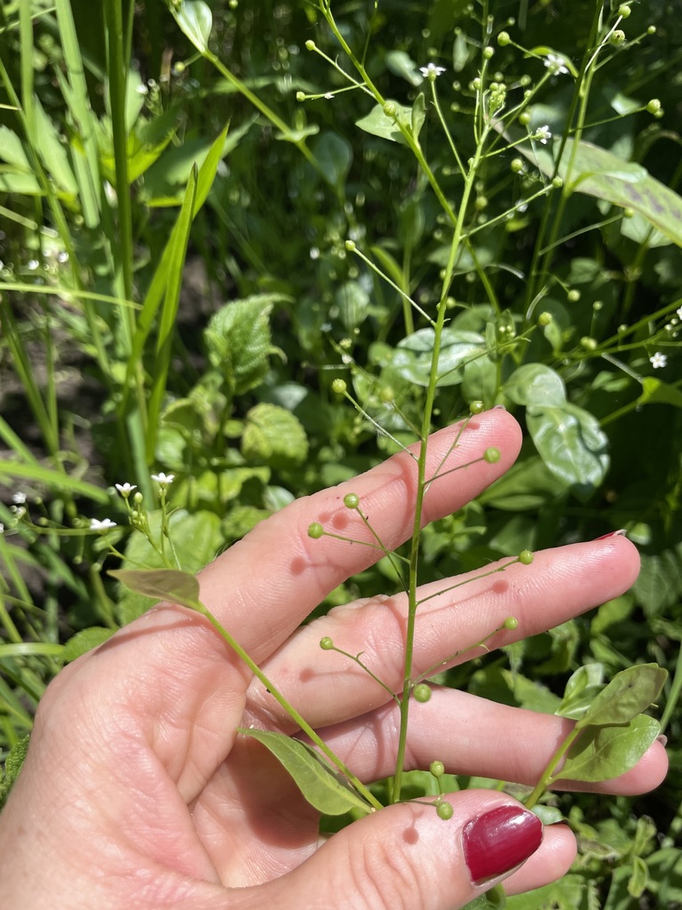 seaside brookweed from Public Access Trail Head at 3081 N, AR-112, Fayetteville, AR 72704, USA ...