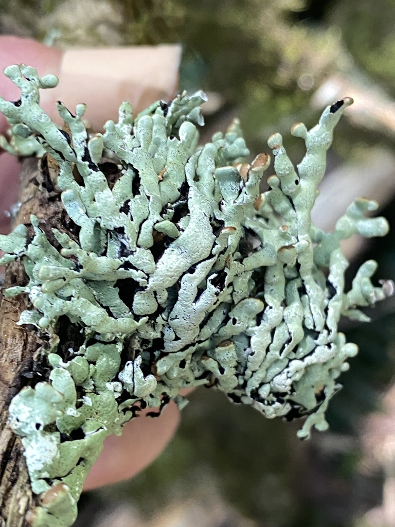 Budding Tube Lichen from Highlands, BC, CA on May 27, 2023 at 01:32 PM ...