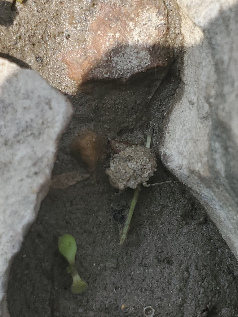 Big-eyed Toad Bug from Hazelwood, MO 63044, USA on May 27, 2023 at 02: ...