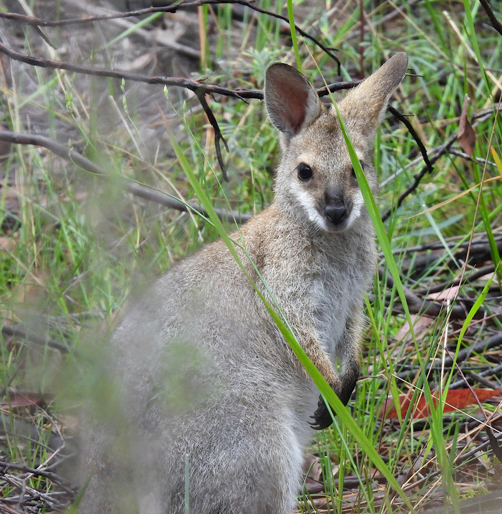 Red-necked Wallaby from Girraween QLD 4382, Australia on November 06 ...
