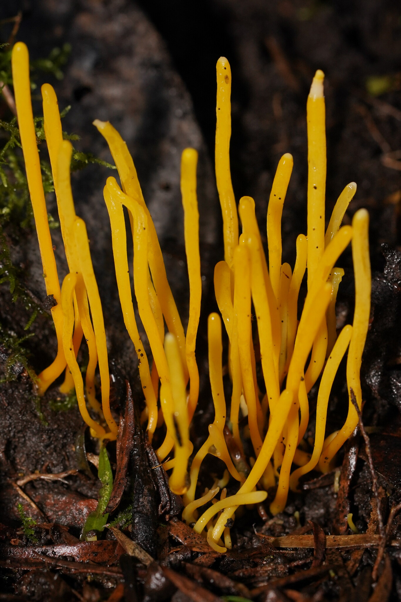 Clavulinopsis amoena (Zoll. & Moritzi) Corner