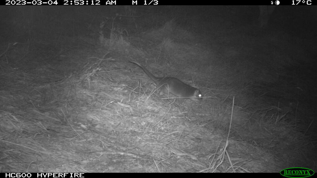 Common Ringtail Possum from Mount Martha VIC 3934, Australia on March ...