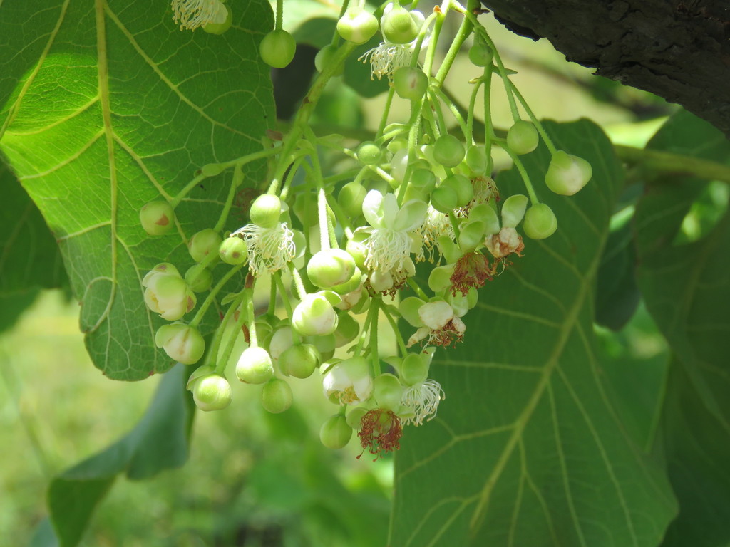 Sandpaper tree from Carmen, Camp., México on August 18, 2017 at 01:11 ...