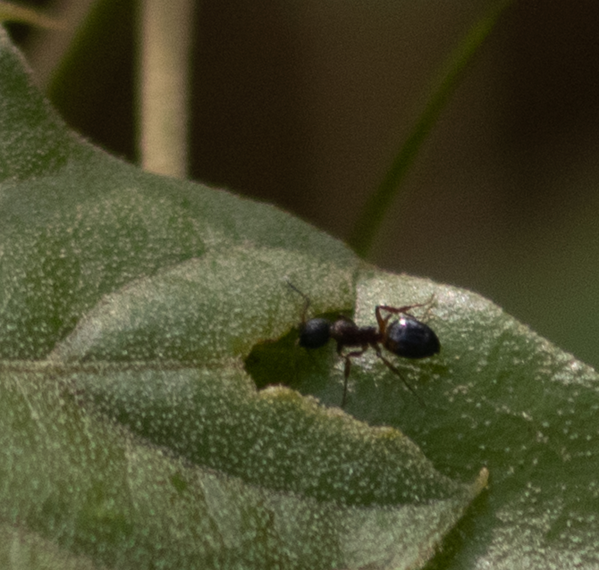 Dolichoderus plagiatus (Mayr, 1870)