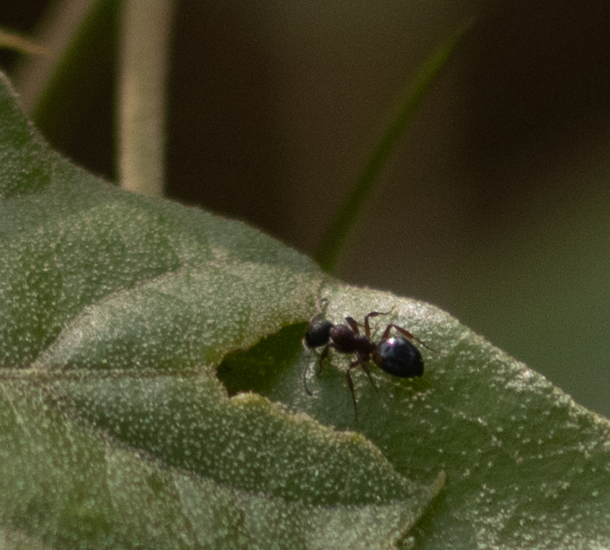 Dolichoderus plagiatus (Mayr, 1870)