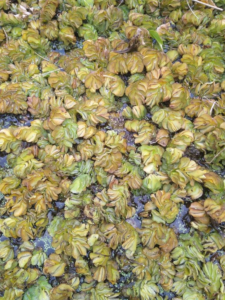 Giant Salvinia from Shellharbour Rd opp Peterborough Ave, Lake ...