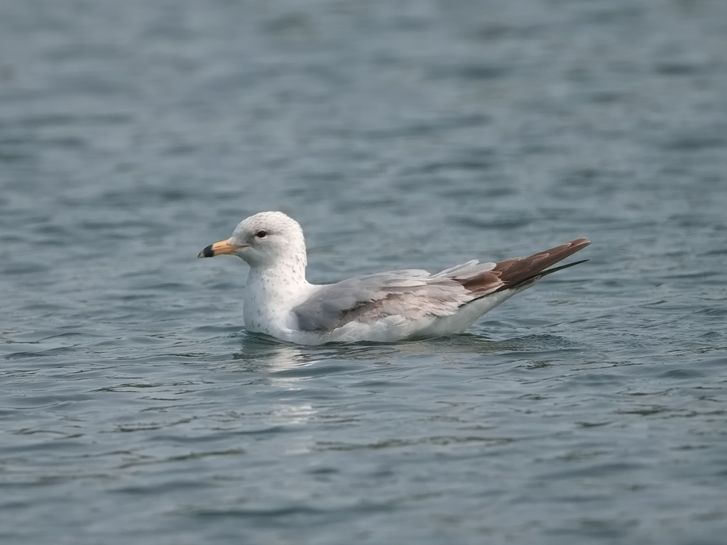 Ring-billed Gull from Toronto, ON, Canada on May 21, 2023 at 10:17 AM ...