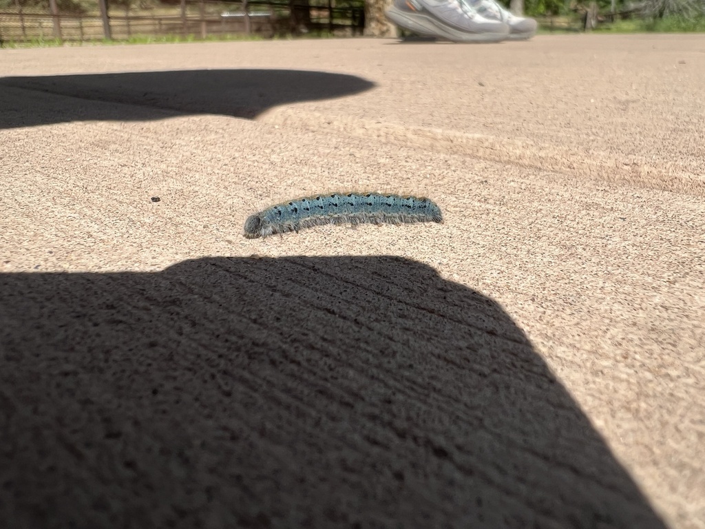 Southwestern Tent Caterpillar Moth from Zion National Park, Springdale ...