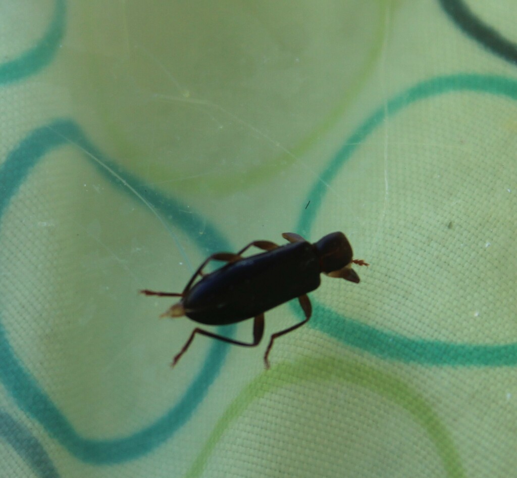 Cucujiform Beetles from Loreto, B.C.S., México on May 16, 2023 by Ana ...