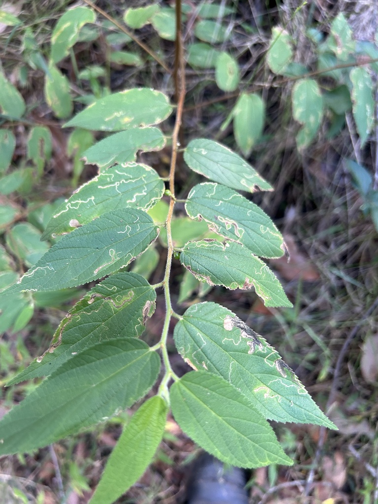 Nettle Tree from Lockyer National Park, Helidon, QLD, AU on May 6, 2023 ...