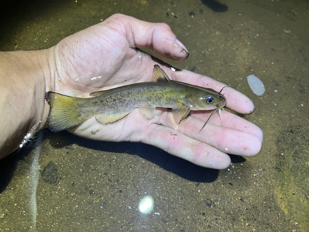 Snail Bullhead from Falls Park on the Reedy, Greenville, SC, US on May ...