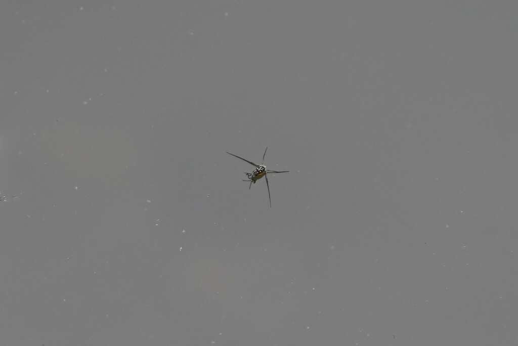 Trepobates from Urbana, IL, USA on May 27, 2023 at 03:41 PM by Arthur ...