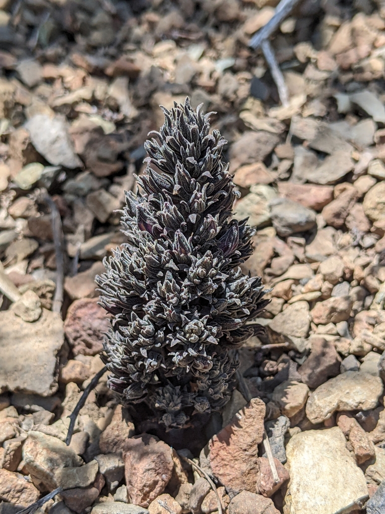 Chaparral Broomrape from Summit Road, Walnut Creek, California, US on ...