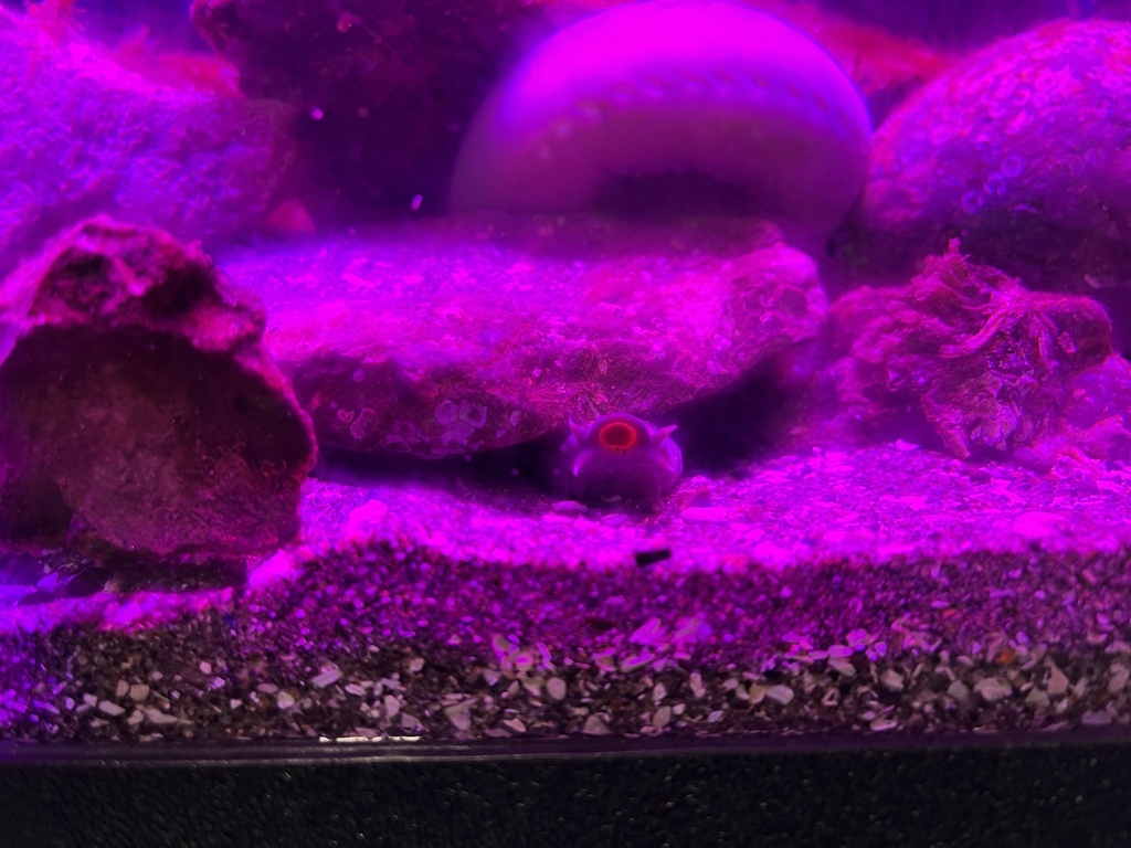 Pacific Hagfish from Redondo Beach Dr S, Des Moines, WA, US on February ...