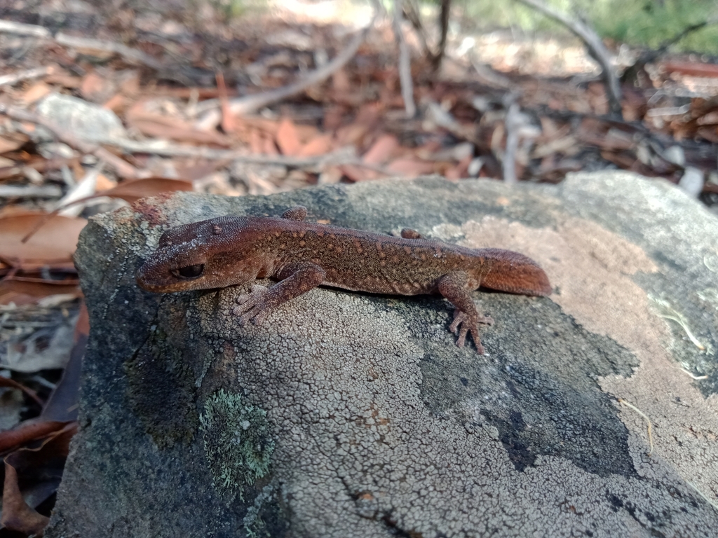 Eastern Stone Gecko from Whroo VIC 3612, Australia on May 23, 2023 at ...