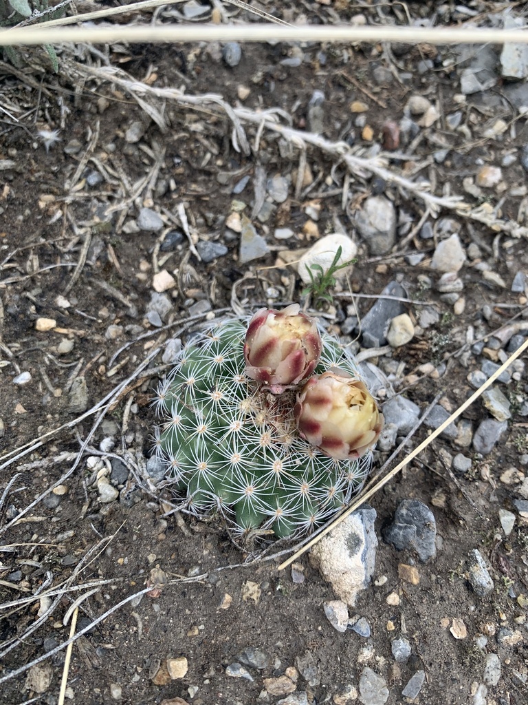 Mountain Ball Cactus from Bannack State Park, Dillon, MT, US on May 26 ...