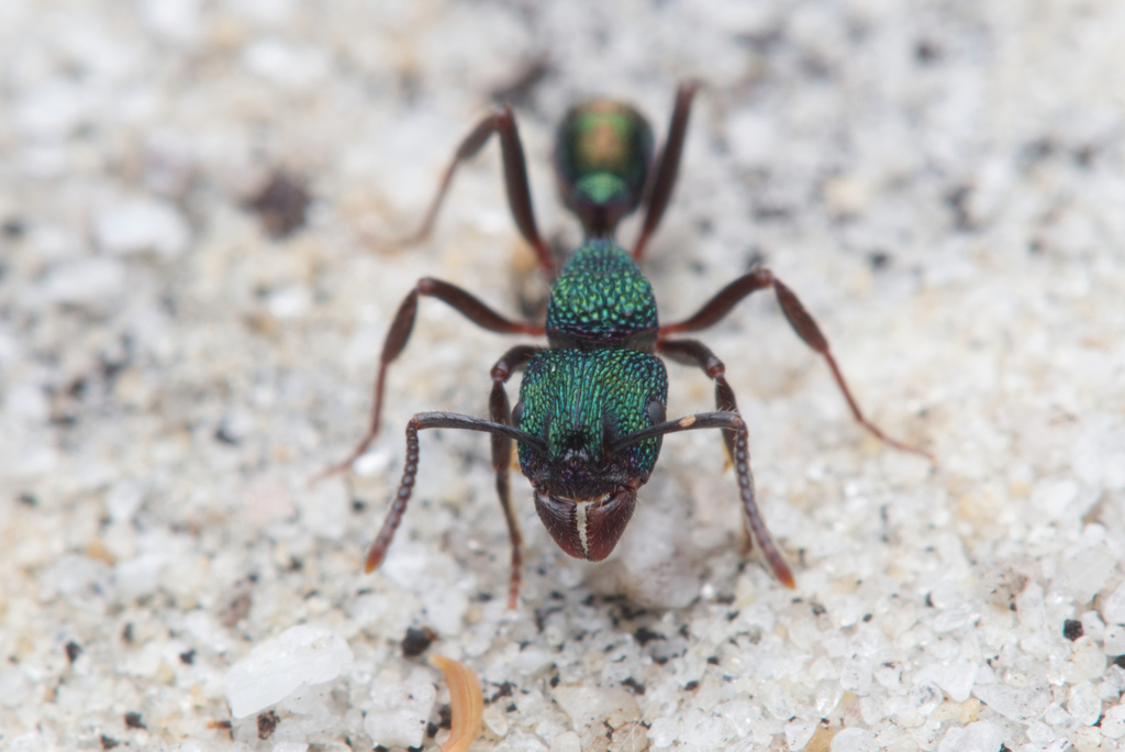 Green-head Ant from Gregory River QLD 4660, Australia on May 27, 2023 ...
