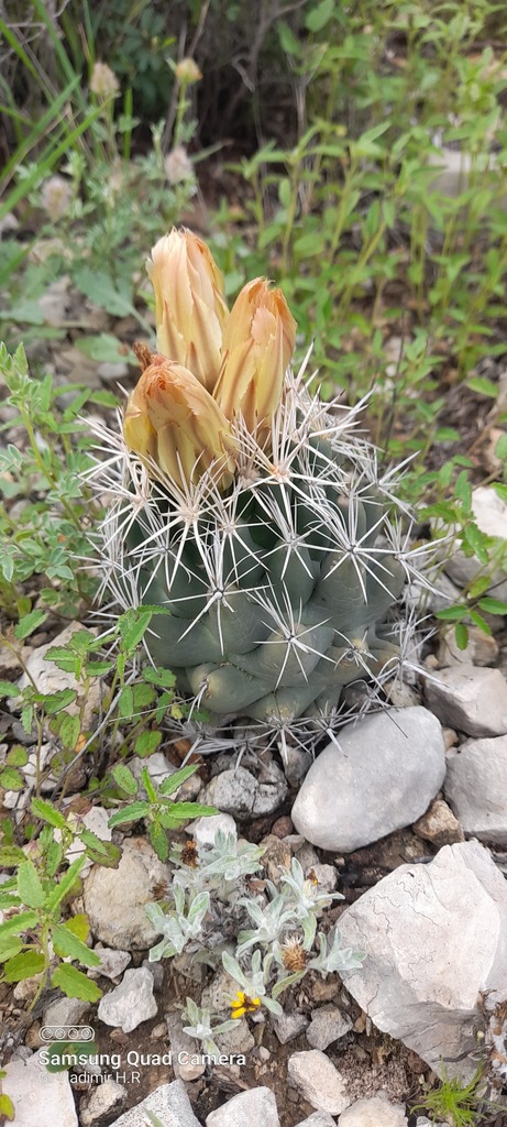 Grooved nipple cactus from Acuña, Coah., México on May 20, 2023 at 05: ...