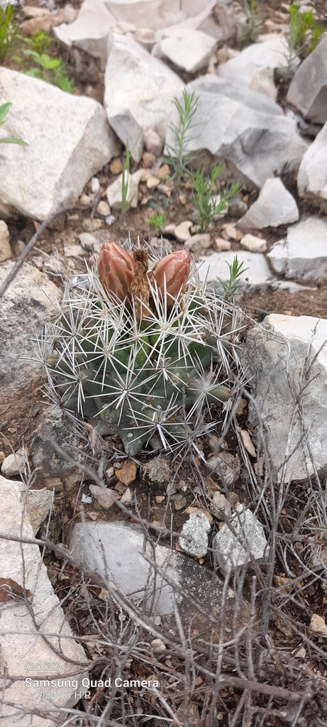 Grooved nipple cactus from Acuña, Coah., México on May 20, 2023 at 05: ...