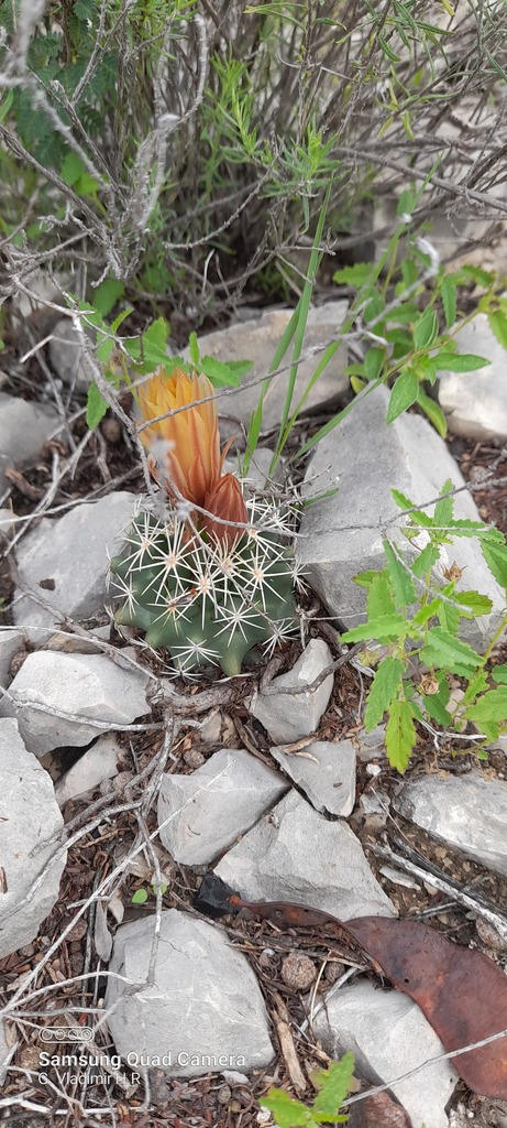 Grooved nipple cactus from Acuña, Coahuila, Mexico on May 20, 2023 at ...