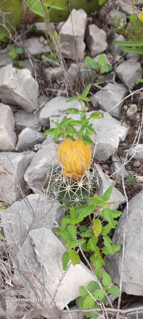 Grooved nipple cactus from Acuña, Coah., México on May 20, 2023 at 05: ...