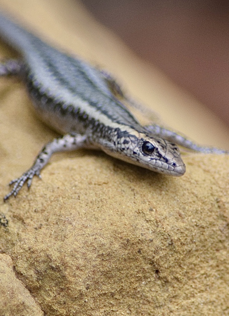 Shiny-palmed Shining-skink from Chrystal St, Roma, QLD, AU on December ...